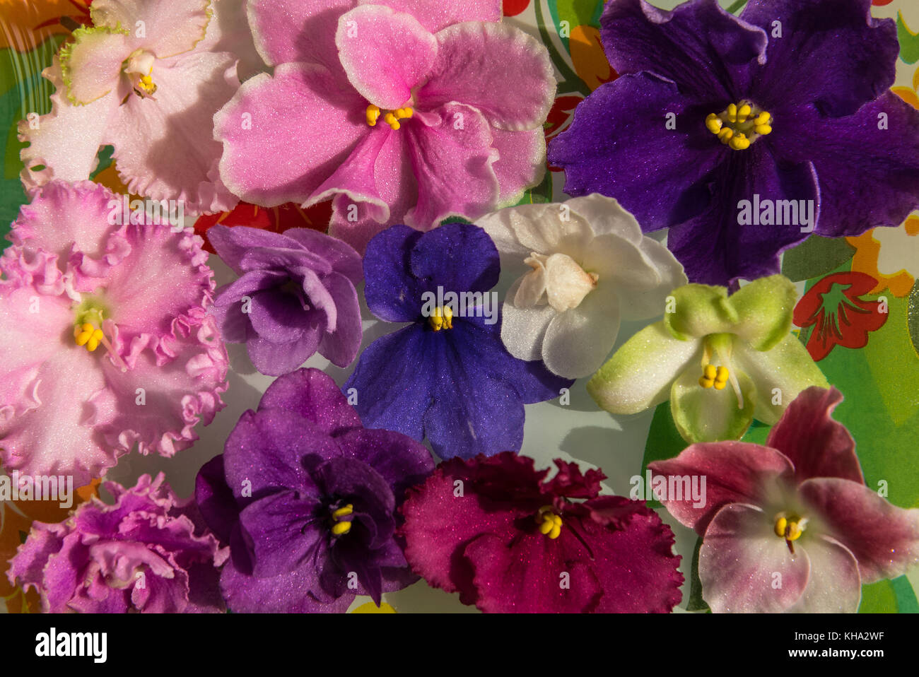 Bright spring floral background of colorful flowers violets Stock Photo ...
