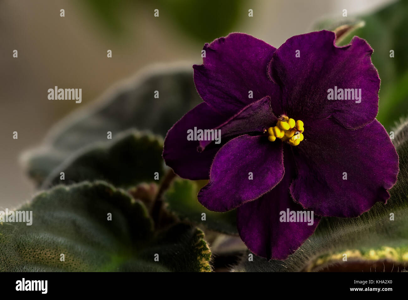 Dark purple flower of violet with yellow stamens Stock Photo - Alamy