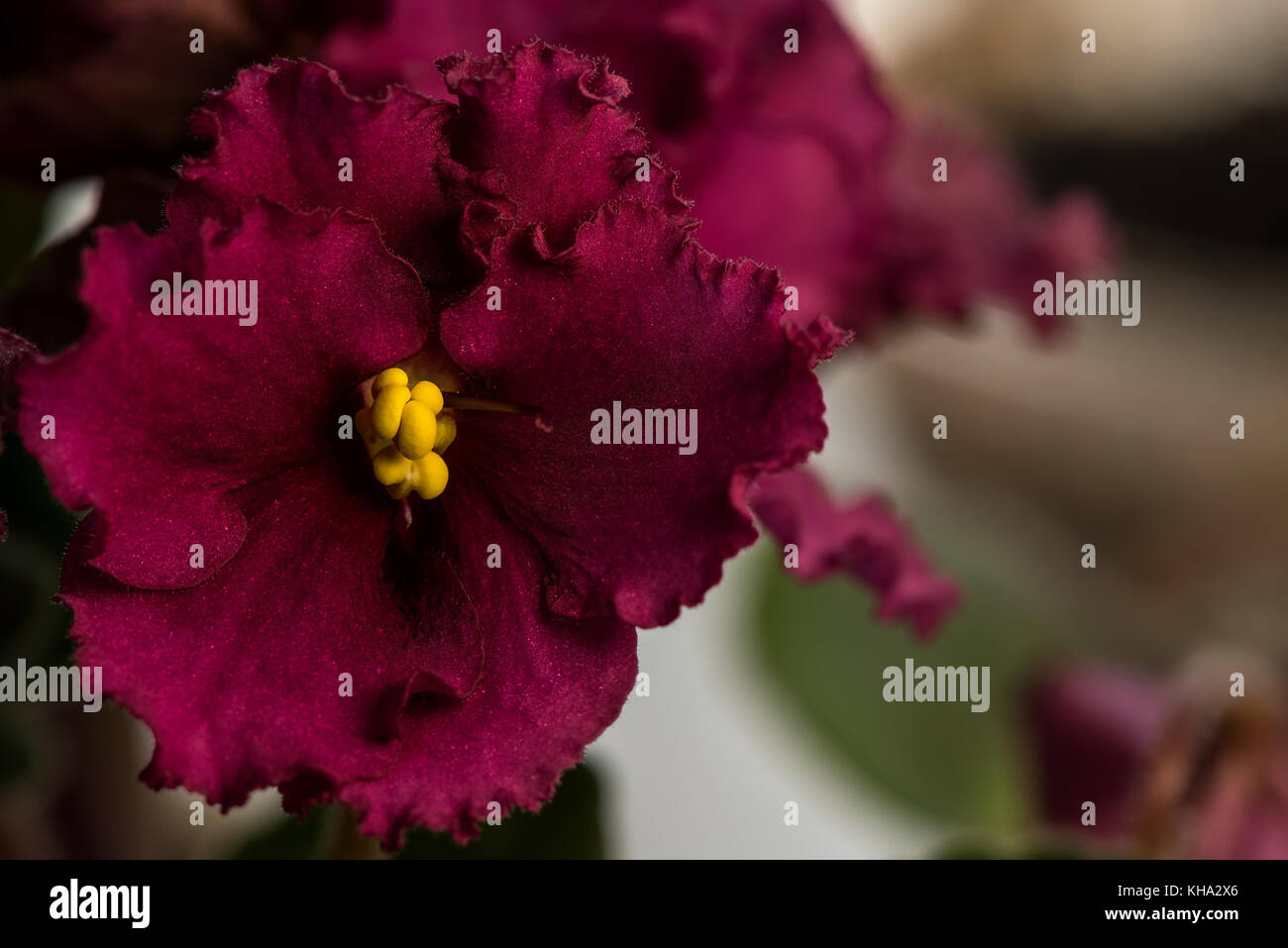 Burgundy flower of violet with yellow stamens Stock Photo - Alamy