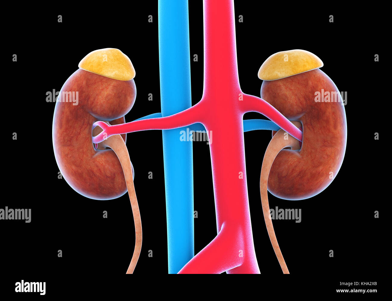 Human Urinary System Illustration Stock Photo - Alamy