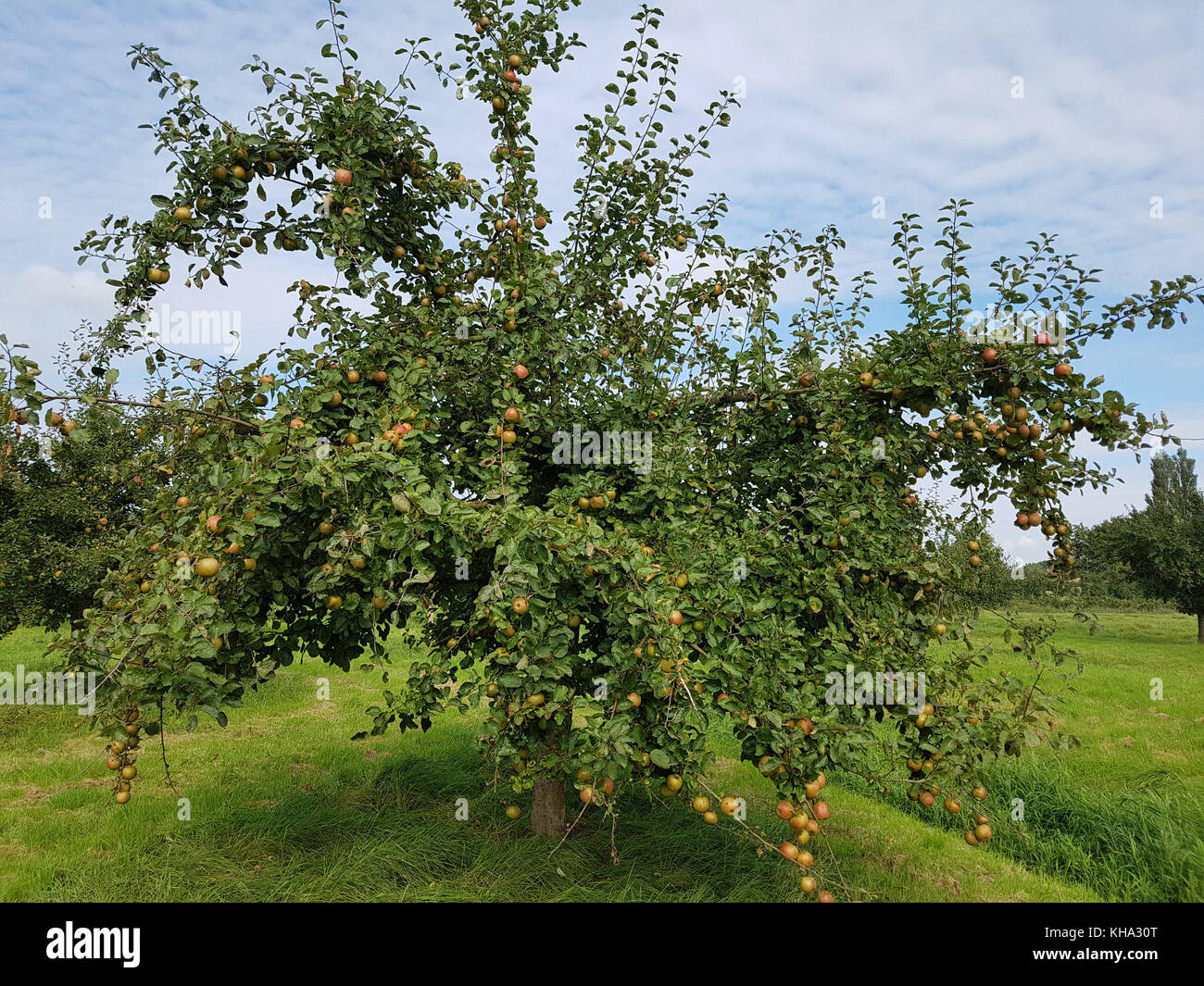 Apple Tree Malus Domestica Boskoop High Resolution Stock Photography ...
