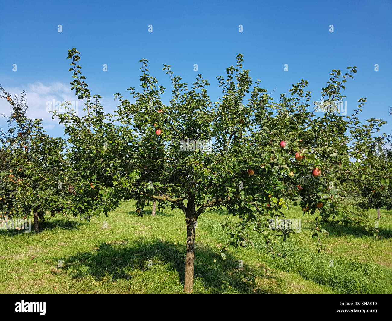 Old english medicinal plants hi-res stock photography and images - Alamy