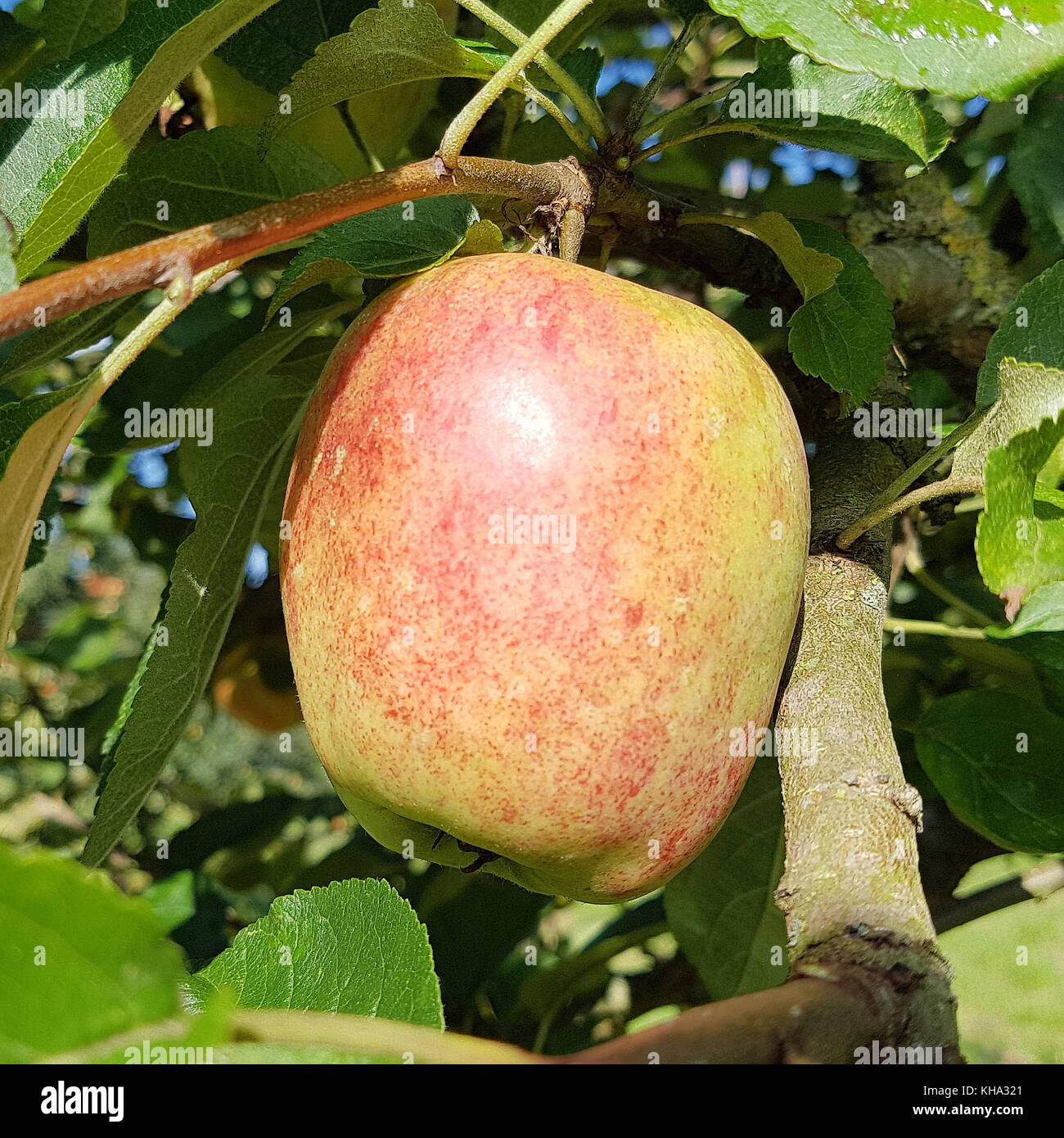 Variety prinz hi-res stock photography and images - Alamy