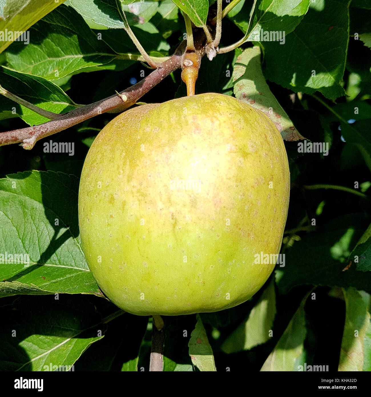 Francoper prinz hi-res stock photography and images - Alamy