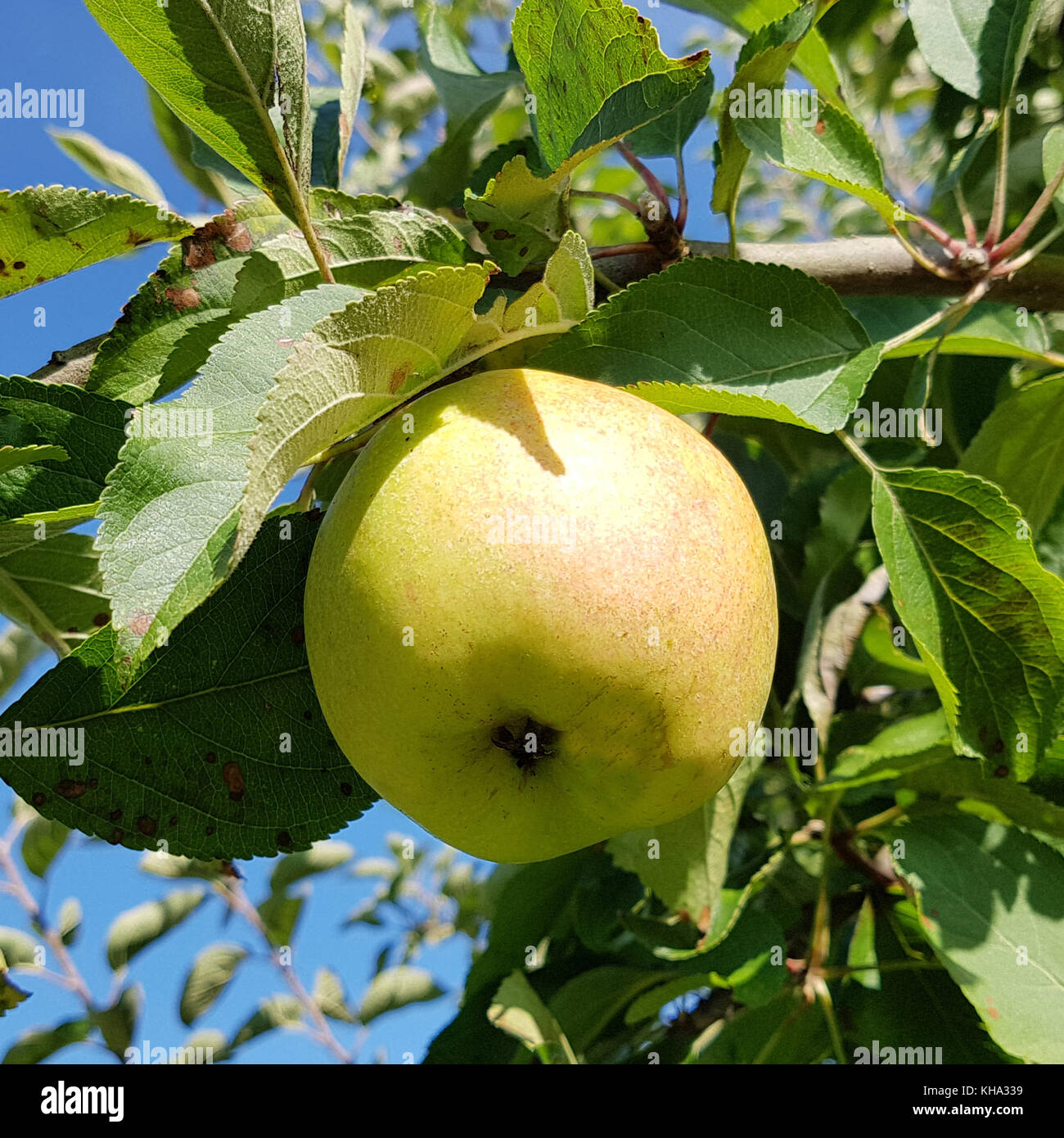 Francoper prinz hi-res stock photography and images - Alamy