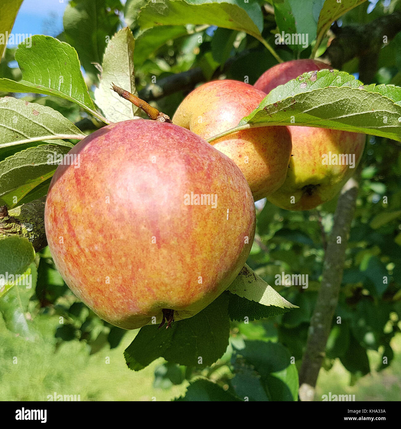 Jacobsapfel, Apfel, Malus, domestica, Alte Apfelsorte Stock Photo - Alamy