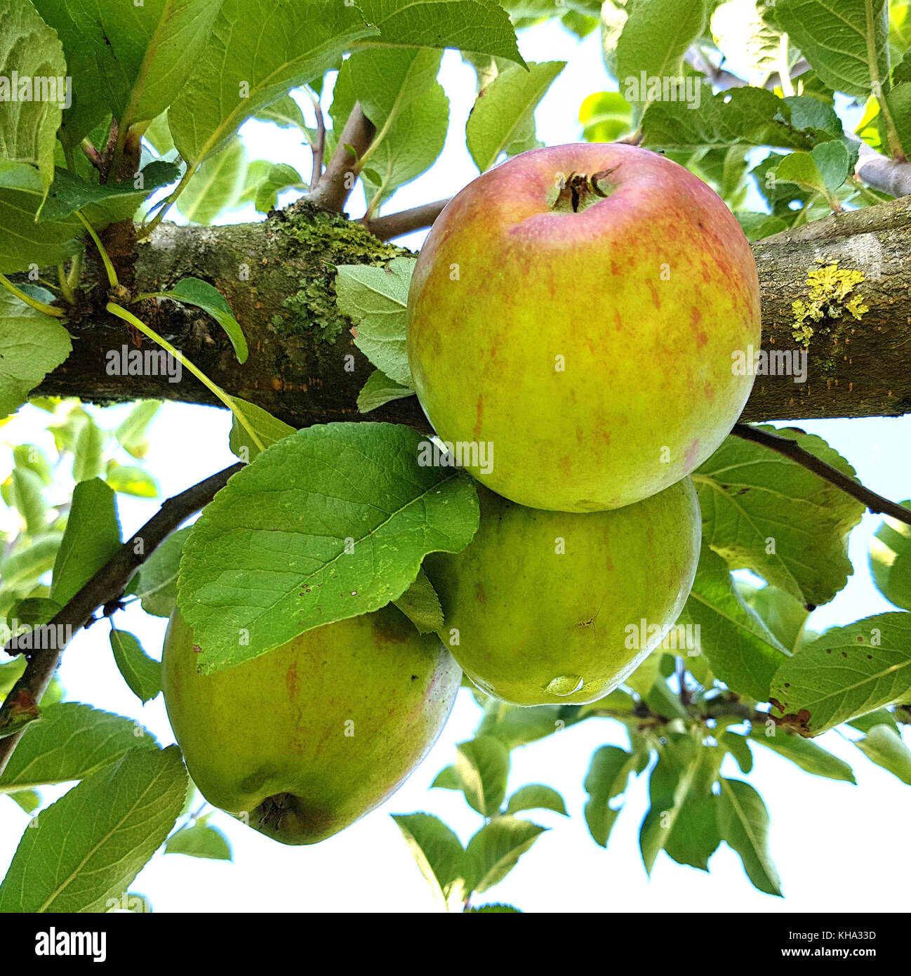 Gruner Apfel Alte Sorte