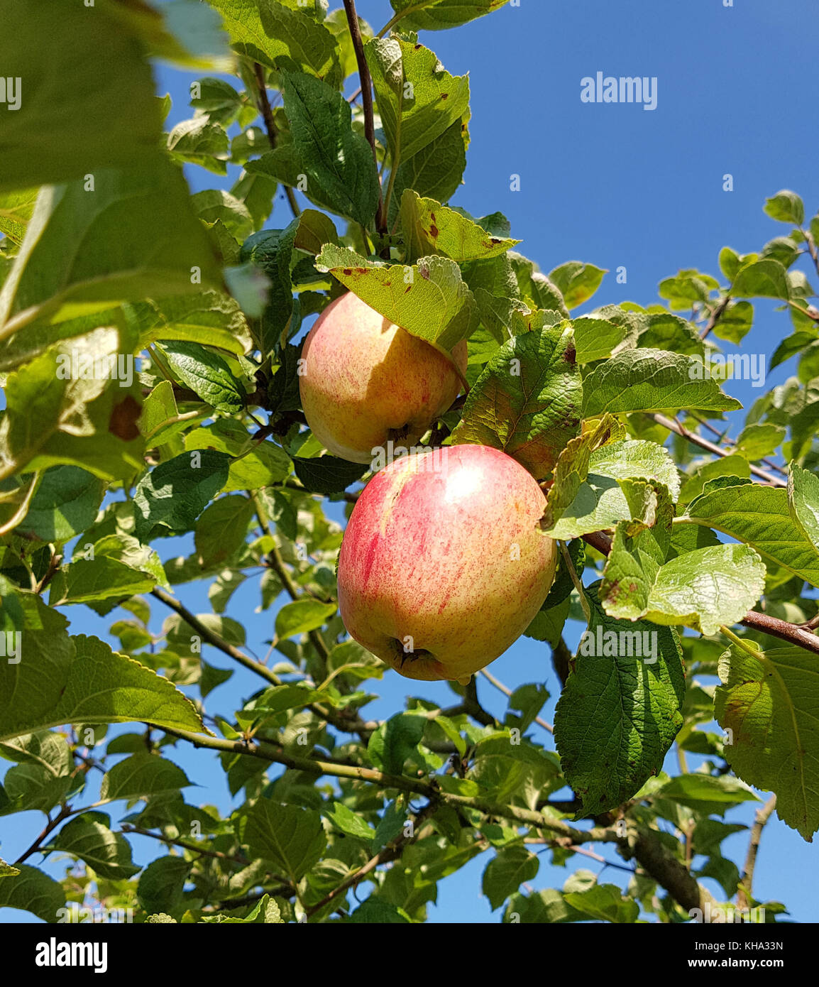 Old english medicinal plants hi-res stock photography and images - Alamy