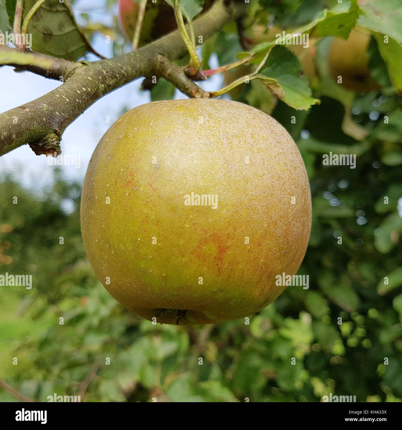 Apple Tree Malus Domestica Boskoop High Resolution Stock Photography ...