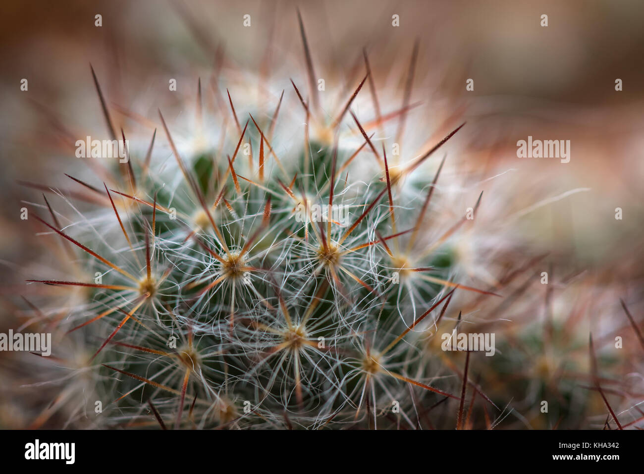 Beautiful abstract floral background with soft sharp needles cactus ...