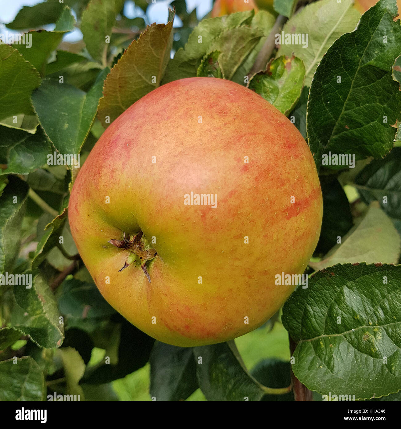 Hansa Prinz, Hansa Renette, Apfel, Malus, domestica, Alte Apfelsorte ...