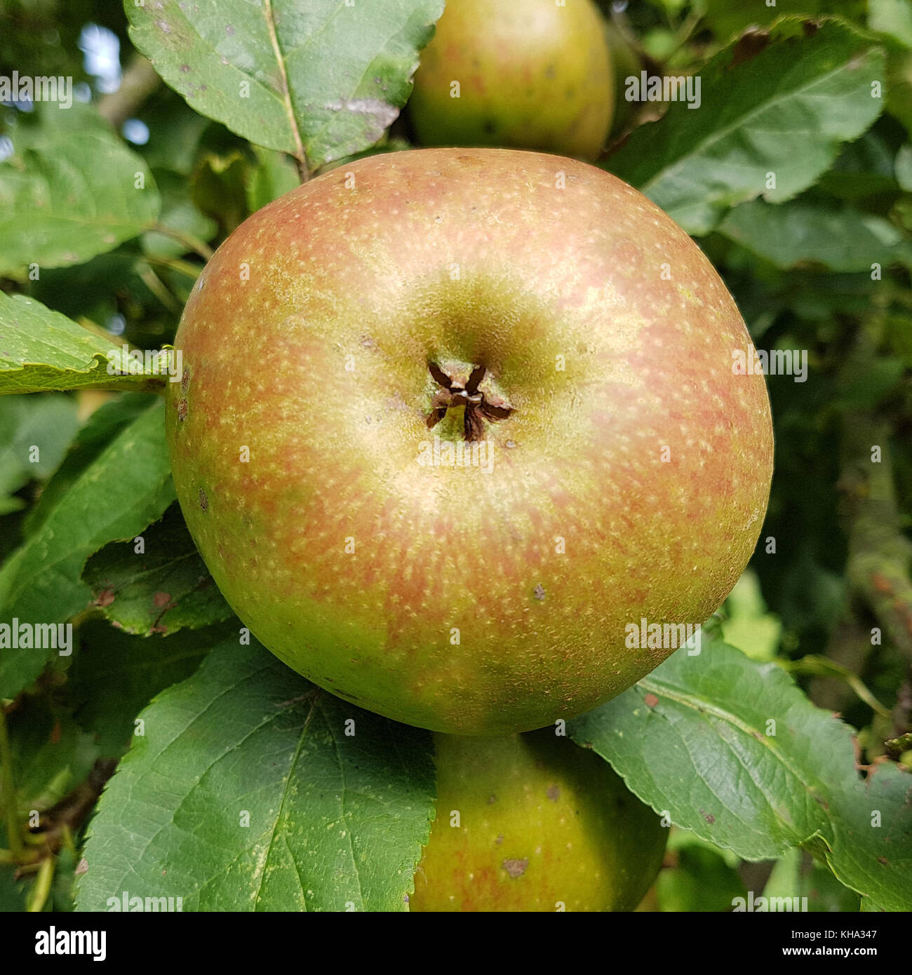 Alte apfel sorte hi-res stock photography and images - Alamy