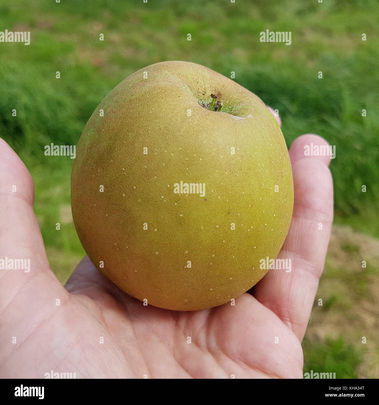 Boskoop, Alte Apfelsorte, Apfel, Malus, domestica Stock Photo - Alamy