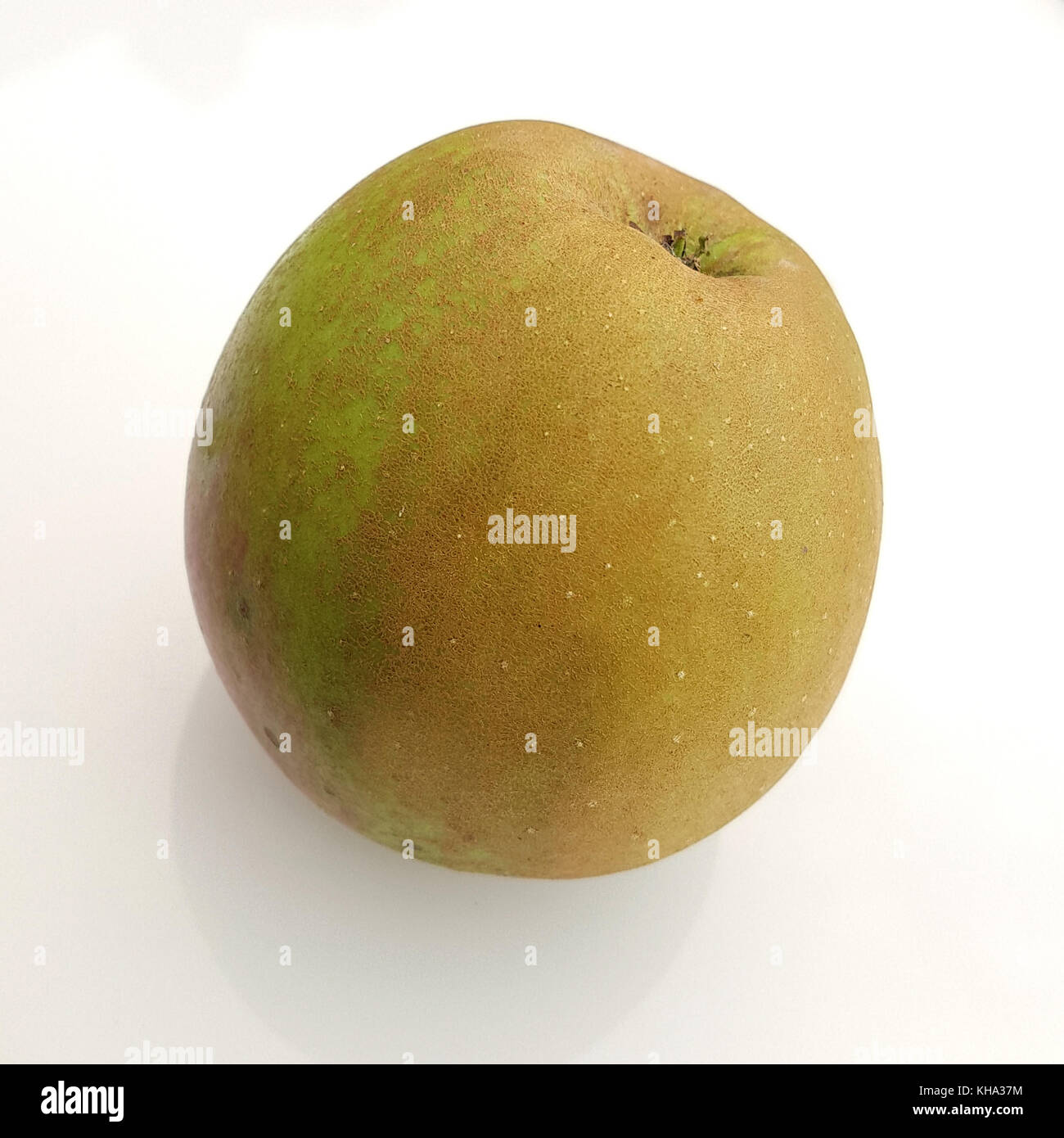 Apple Tree Malus Domestica Boskoop High Resolution Stock Photography ...