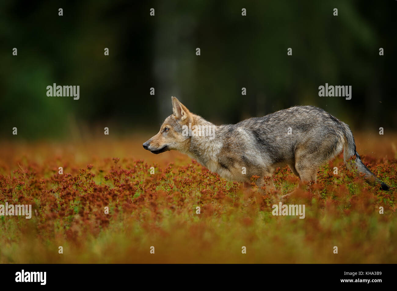 Running wolf in high grass with blossom Stock Photo - Alamy