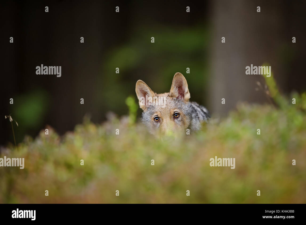 Hidden wolf in high grass inside forest Stock Photo - Alamy