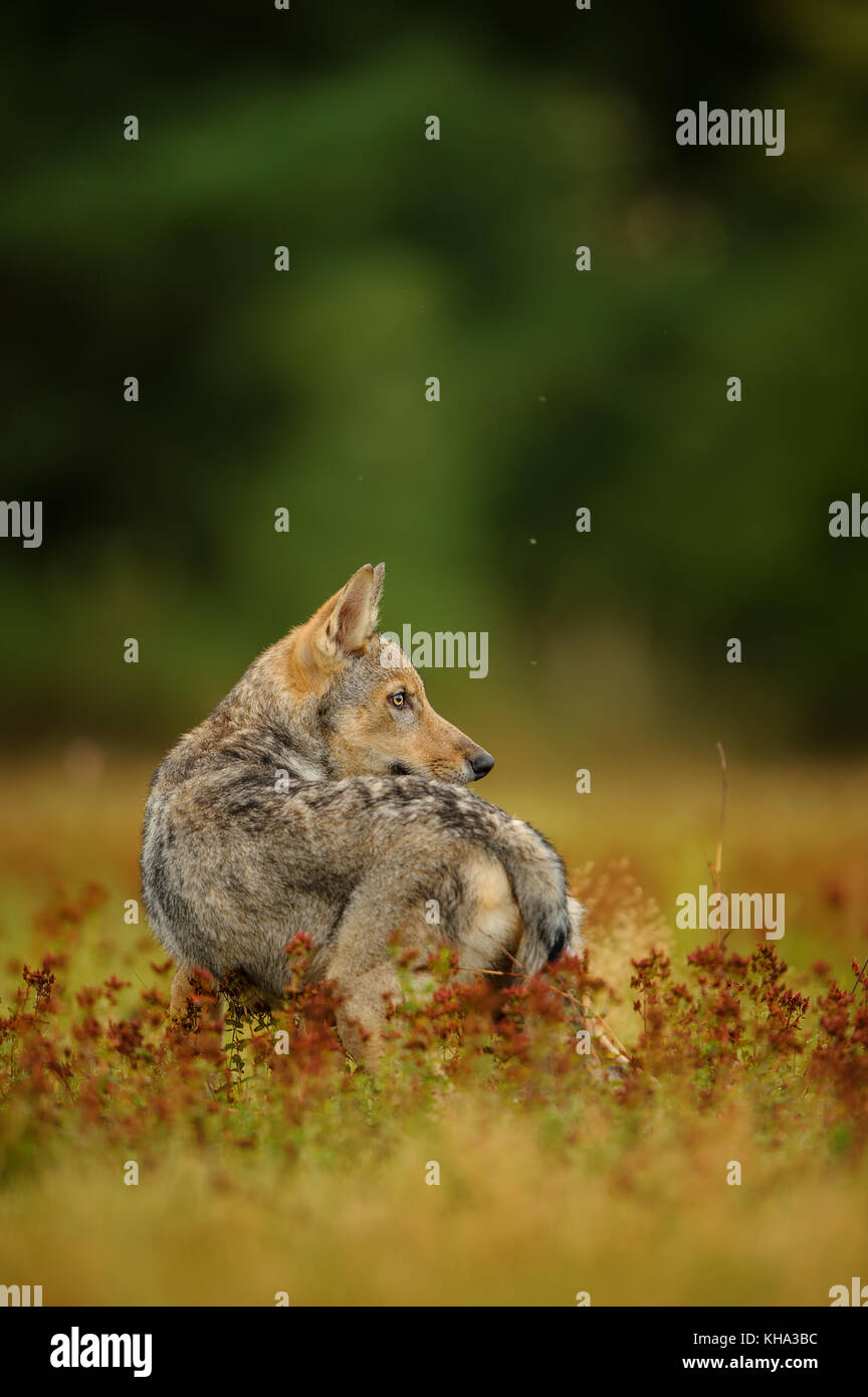 Wolf looking back in yellow grass Stock Photo - Alamy