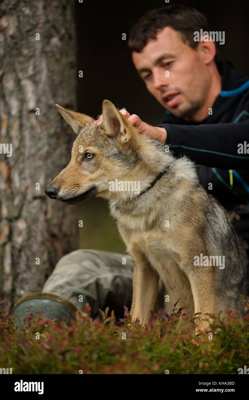 Wolf on a leash with white man taking care of him Stock Photo - Alamy