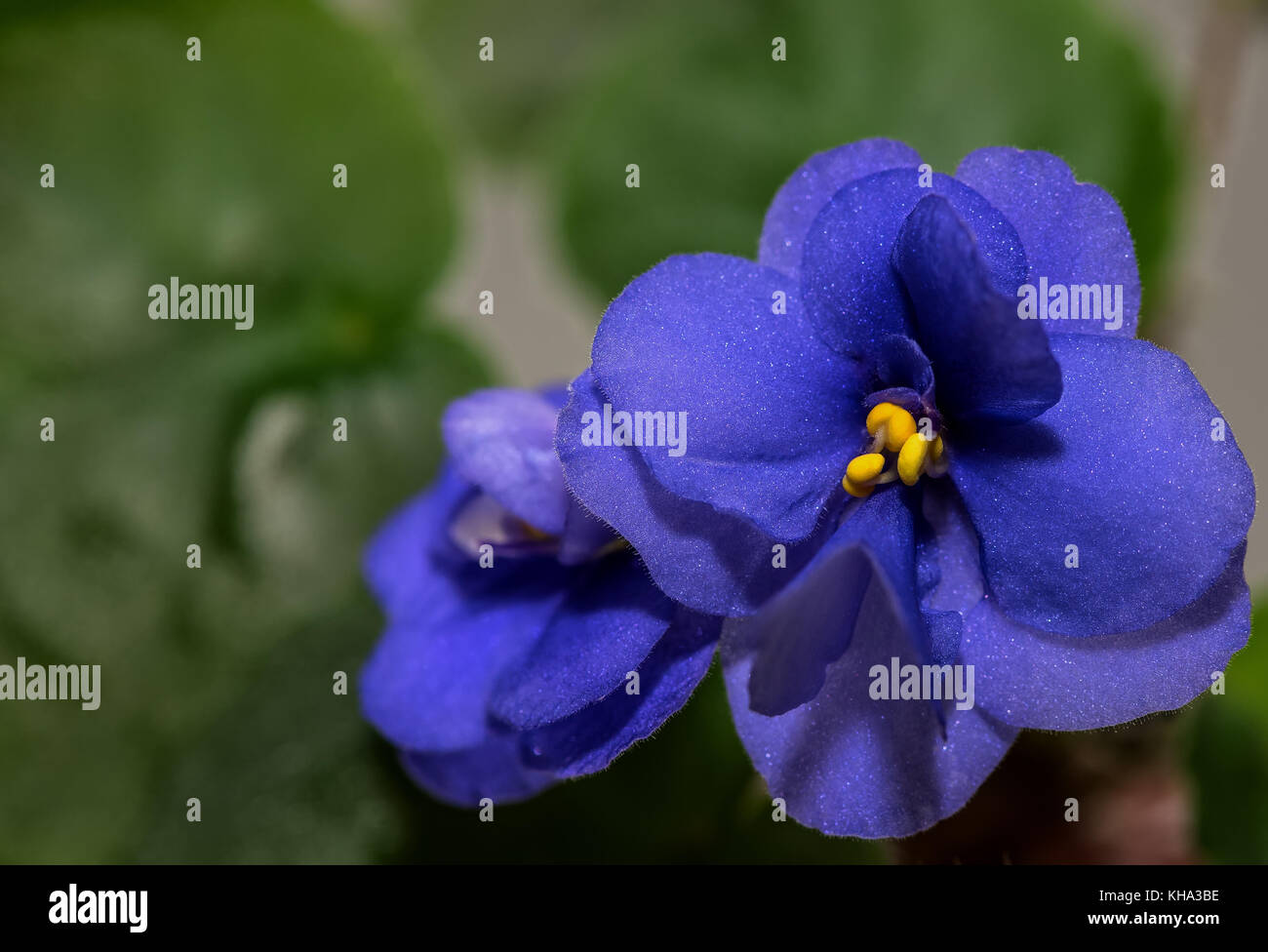 Blue violet with yellow center on a blurred background Stock Photo - Alamy