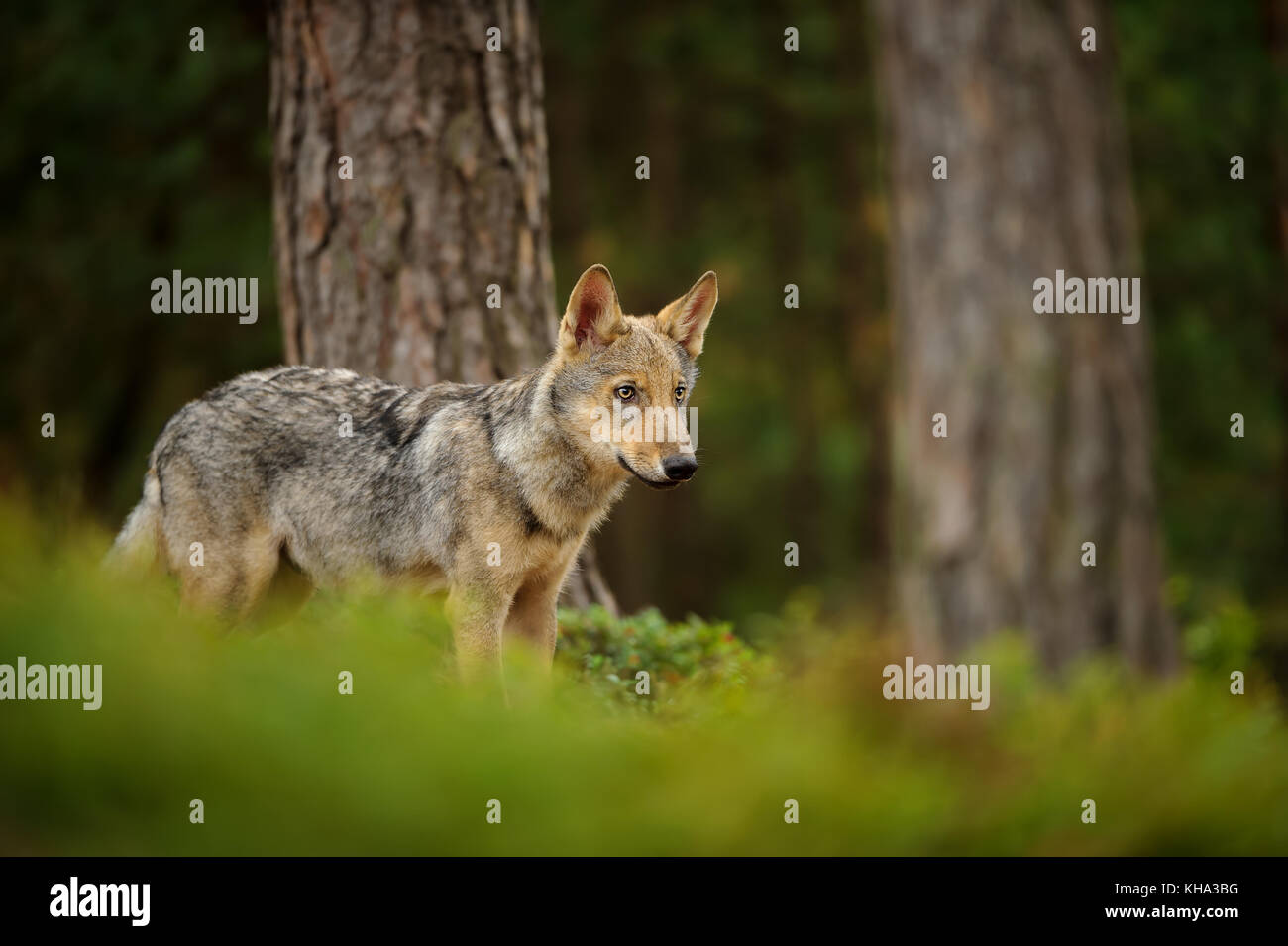 Grey wolf forest cub hi-res stock photography and images - Alamy