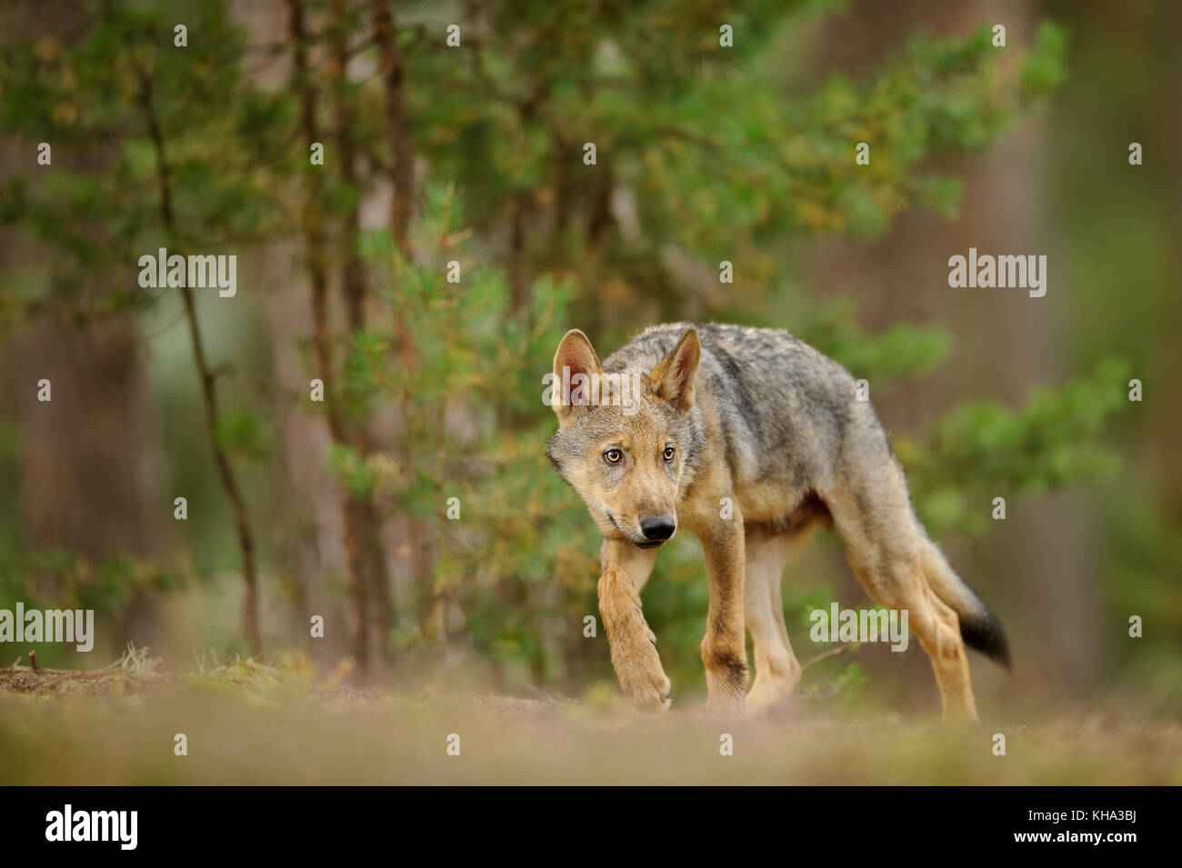 Shy wolf cub in forest Stock Photo - Alamy