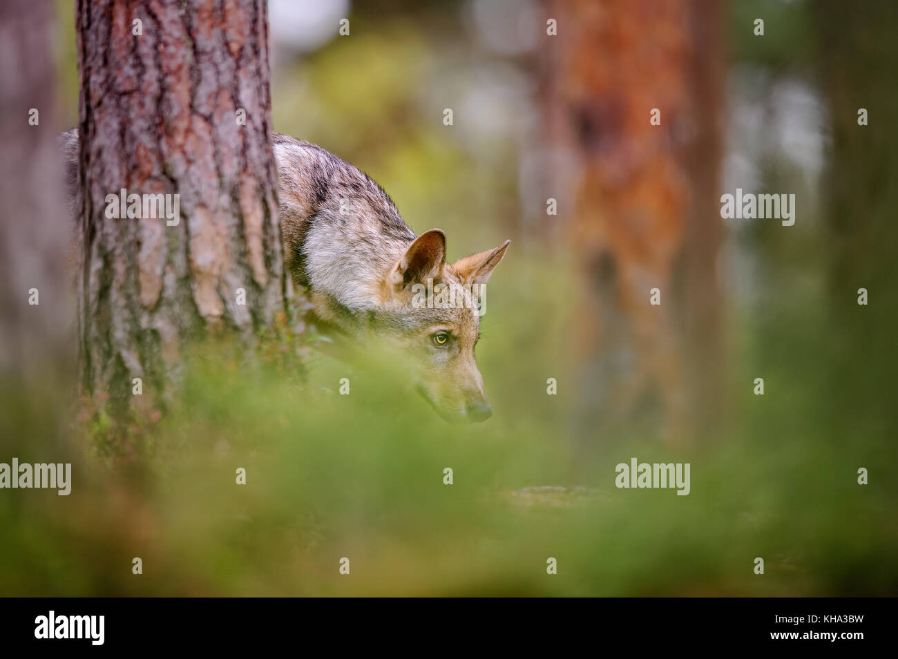Sniffing wolf. Hunter on track hidden in forest Stock Photo - Alamy
