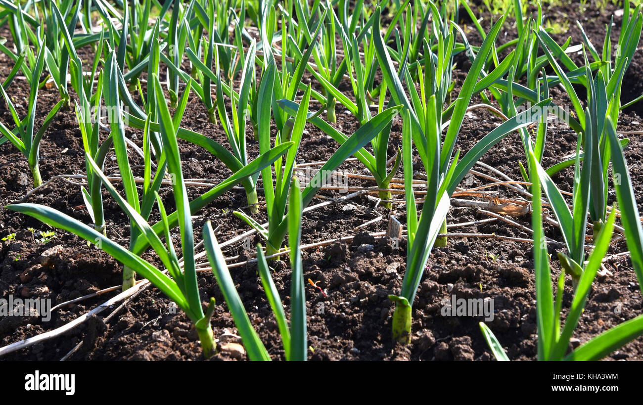 Young green garlic plant growing on a bed in the vegetable garden in ...