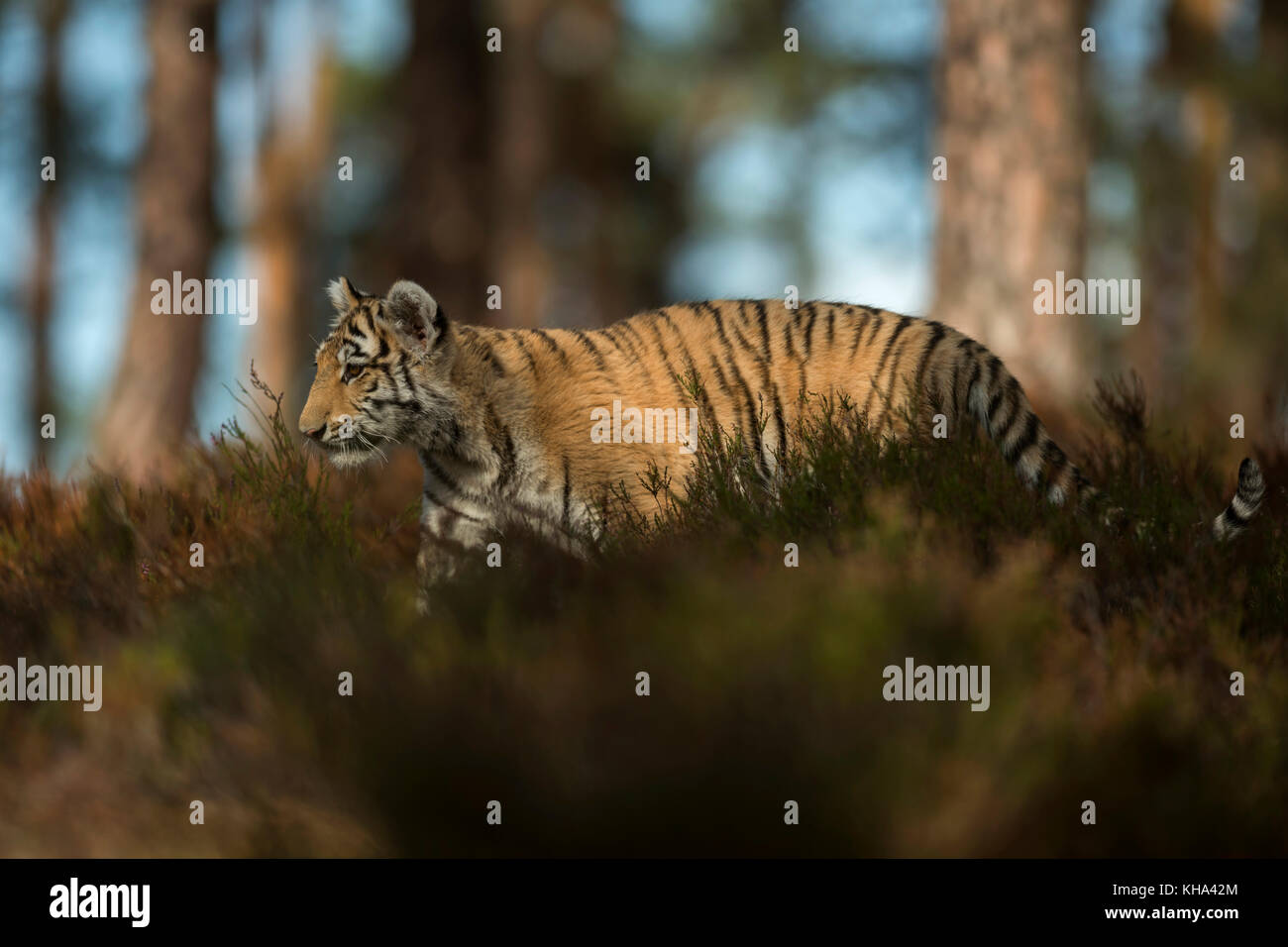 Royal Bengal Tiger ( Panthera tigris ), young animal, adolescent ...