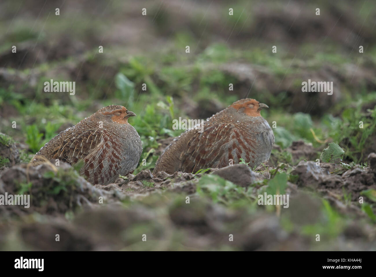 Grey partridge uk wild hi-res stock photography and images - Alamy