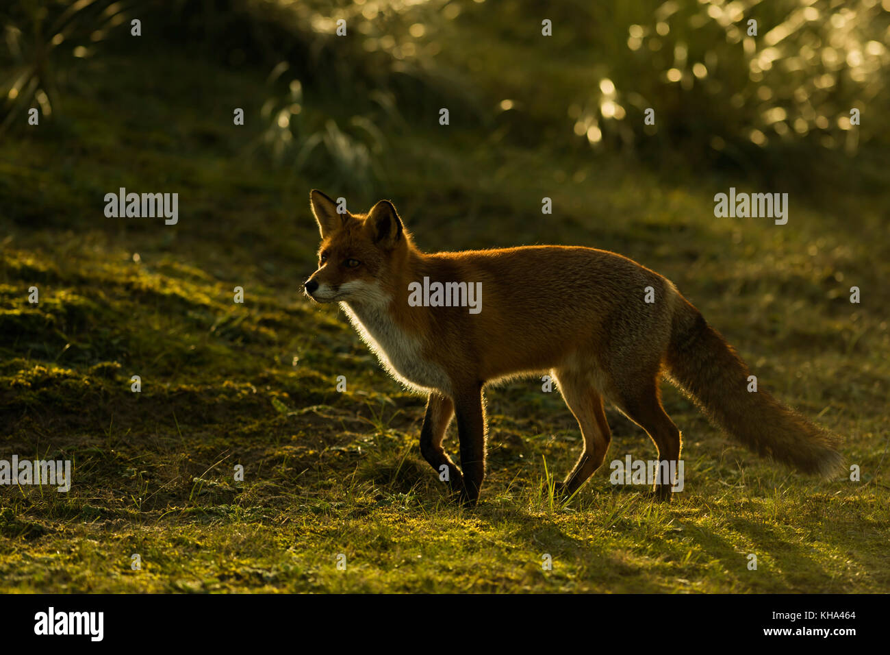 Sunlight backlight High Resolution Stock Photography and Images - Alamy