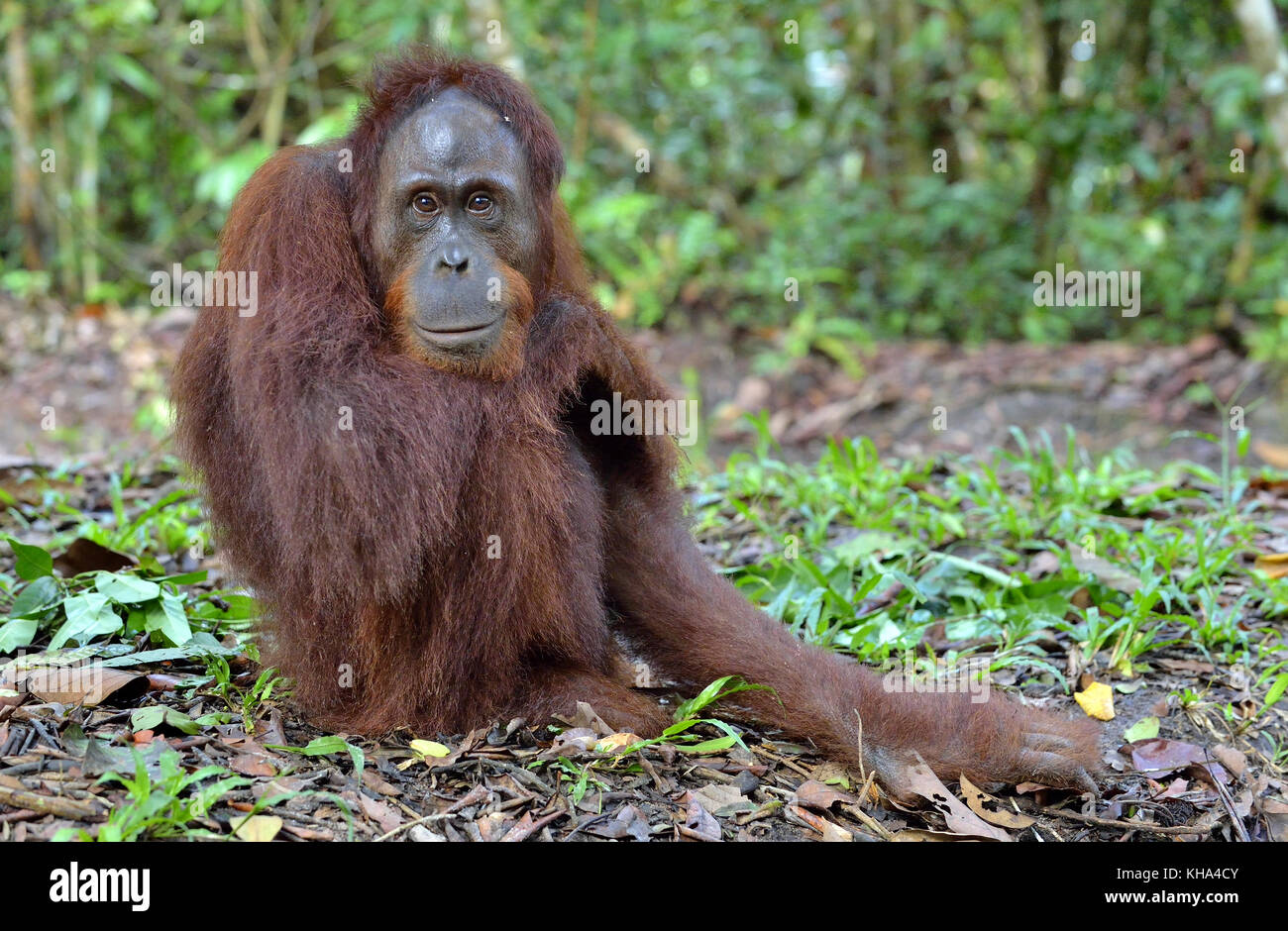 A close up portrait of the Bornean orangutan (Pongo pygmaeus) in the ...