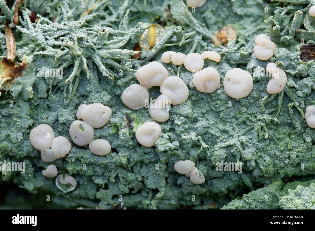Fairy barf lichen, Icmadophil ericetorum Stock Photo - Alamy