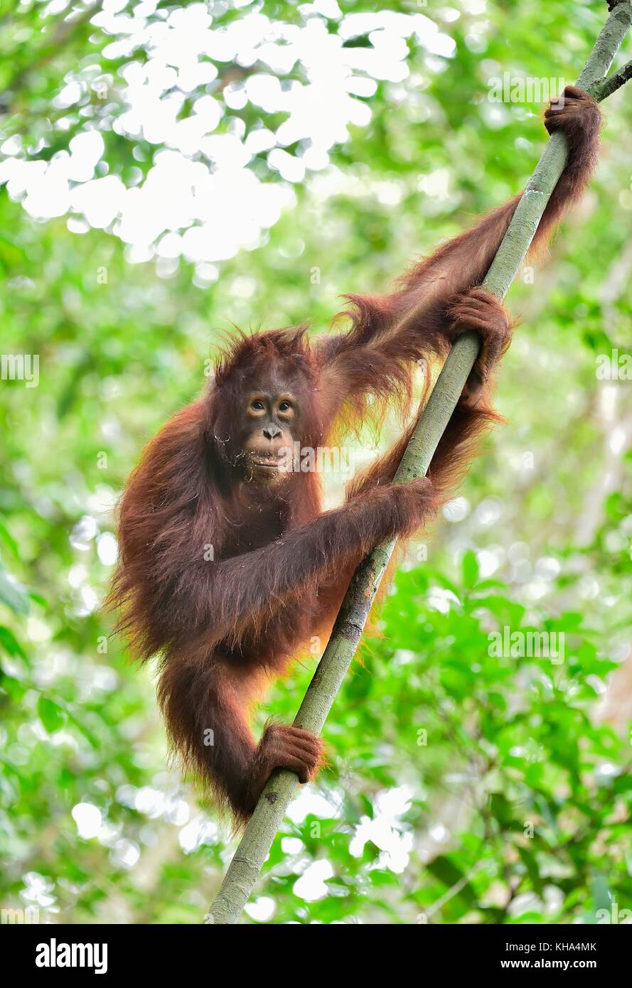 Central Bornean orangutan ( Pongo pygmaeus wurmbii ) on the tree in ...