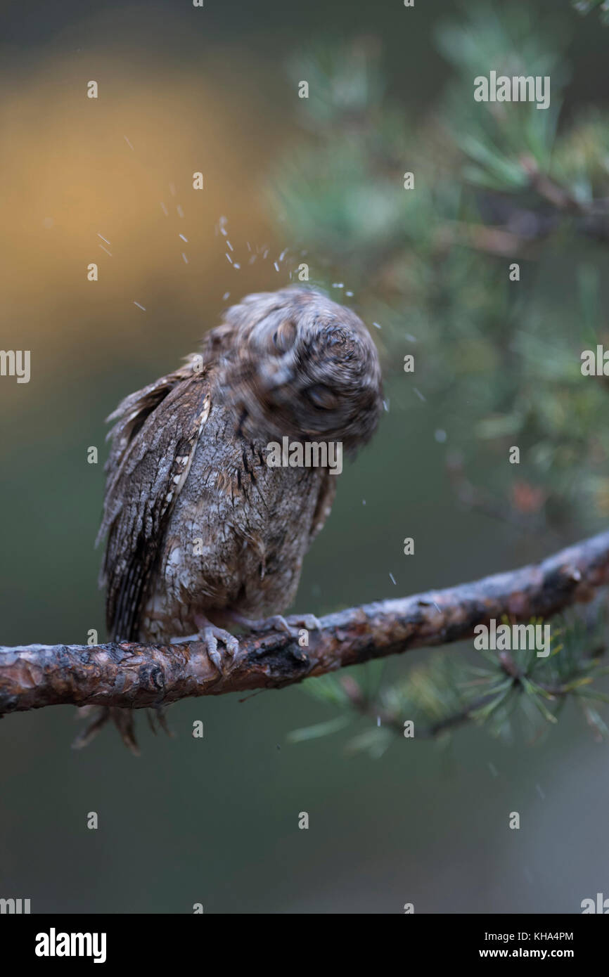 Tree wet animal shake hi-res stock photography and images - Alamy