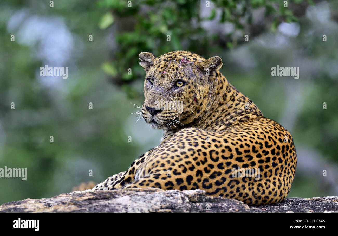 Old Leopard male on a stone. The Sri Lankan leopard (Panthera pardus ...