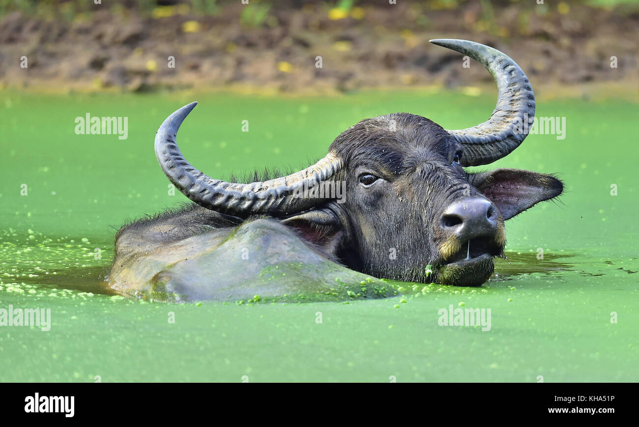 Refreshment of Water buffalo. Male water buffalo bathing in the pond in ...