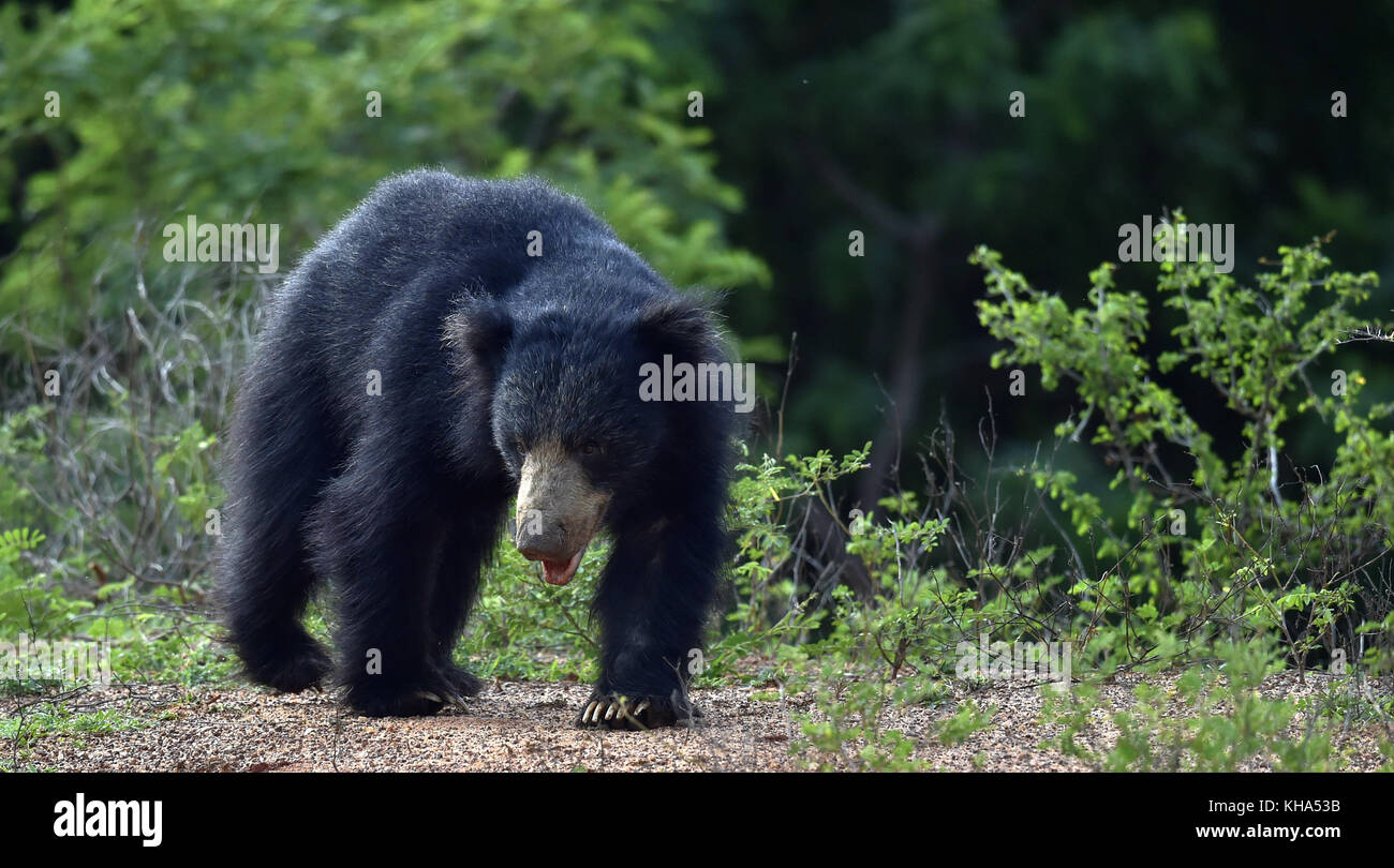 Asian bear species hi-res stock photography and images - Alamy
