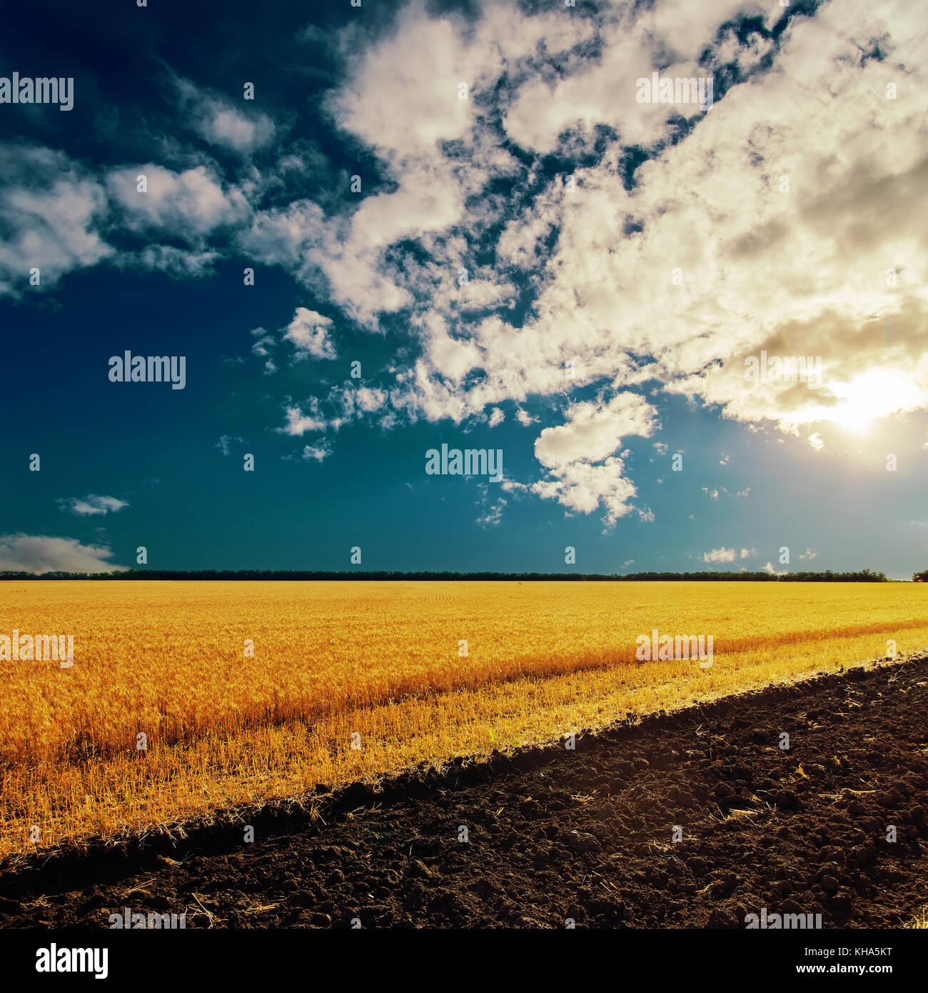 sunset and field with harvest Stock Photo - Alamy