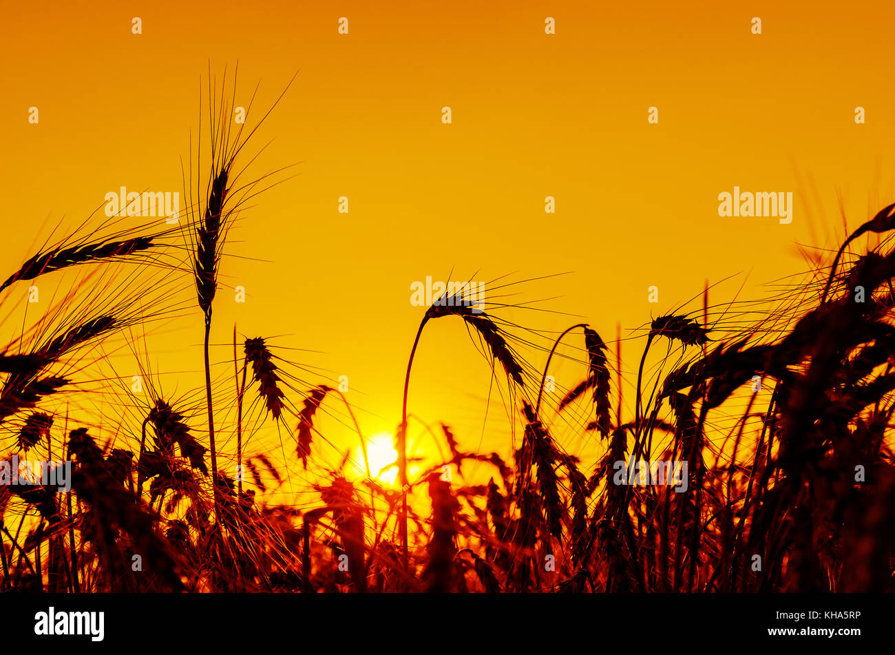 sun over grain field in summer Stock Photo - Alamy