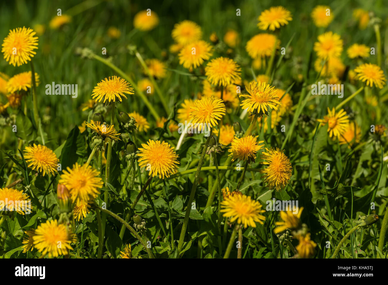 Spring floral natural background with yellow dandelions growing in the ...