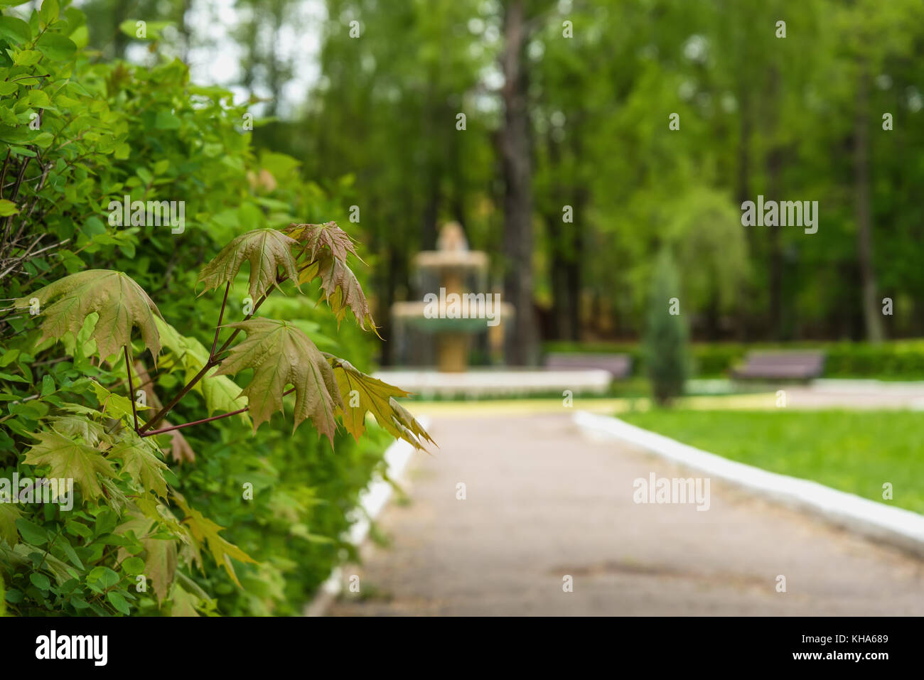 Maple tea hi-res stock photography and images - Alamy