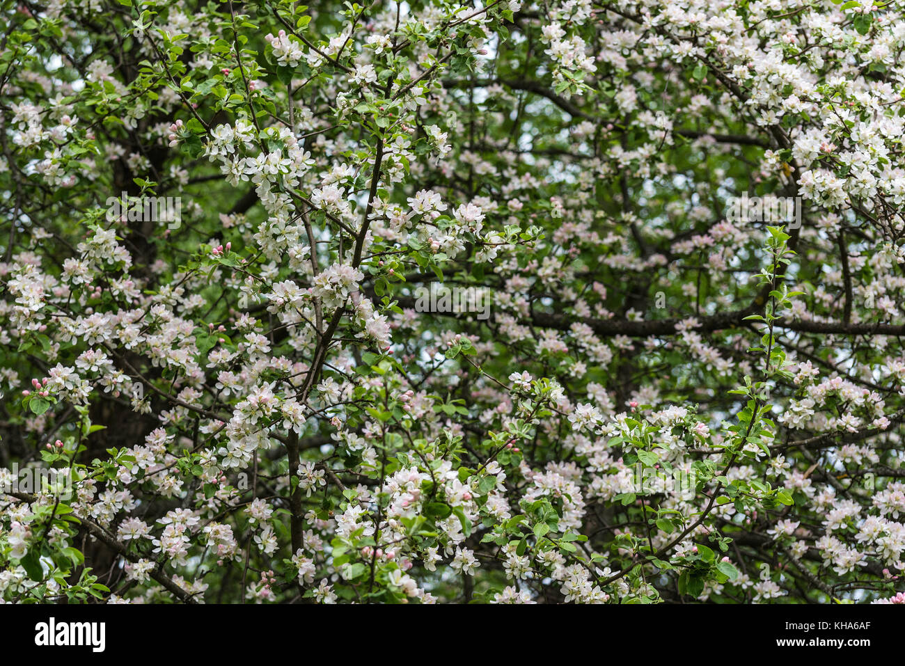Beautiful spring floral pattern of the branches of apple trees with ...