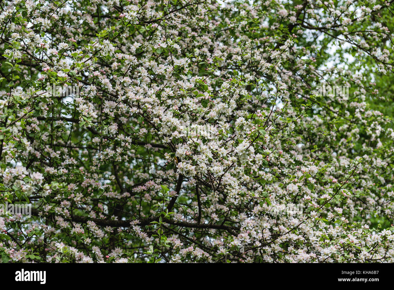 Beautiful spring floral pattern of the branches of apple trees with ...