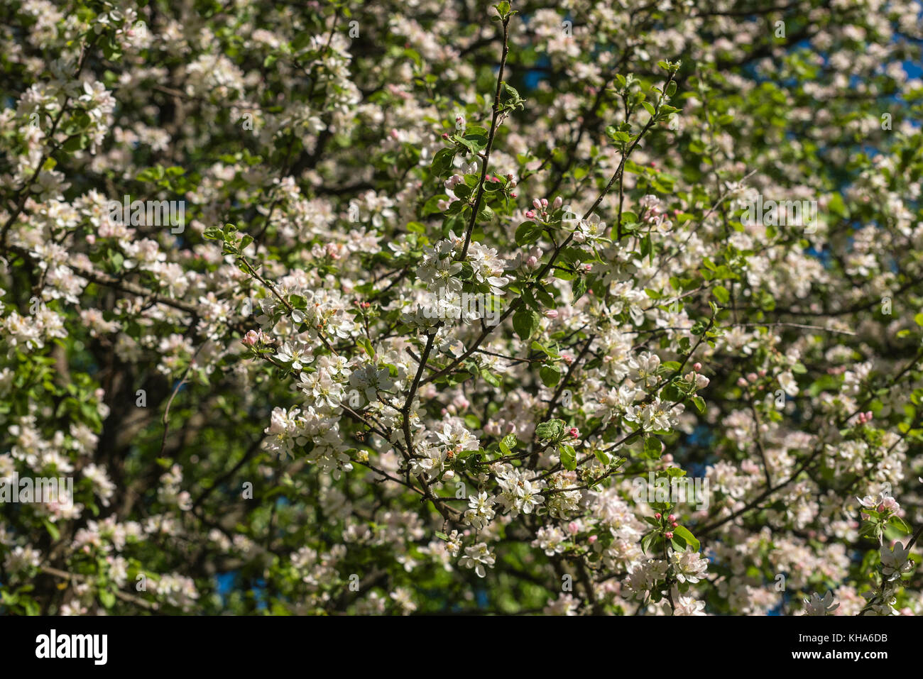 Beautiful spring floral pattern of the branches of apple trees with ...