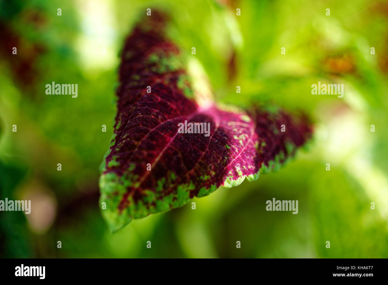 Close up of Coleus violet tricolor leaves Stock Photo - Alamy