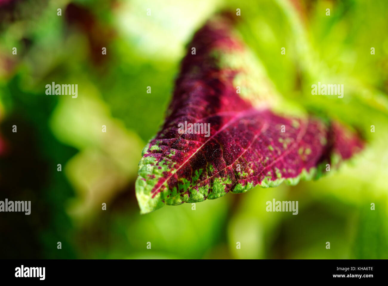 Close up of Coleus violet tricolor leaves Stock Photo - Alamy