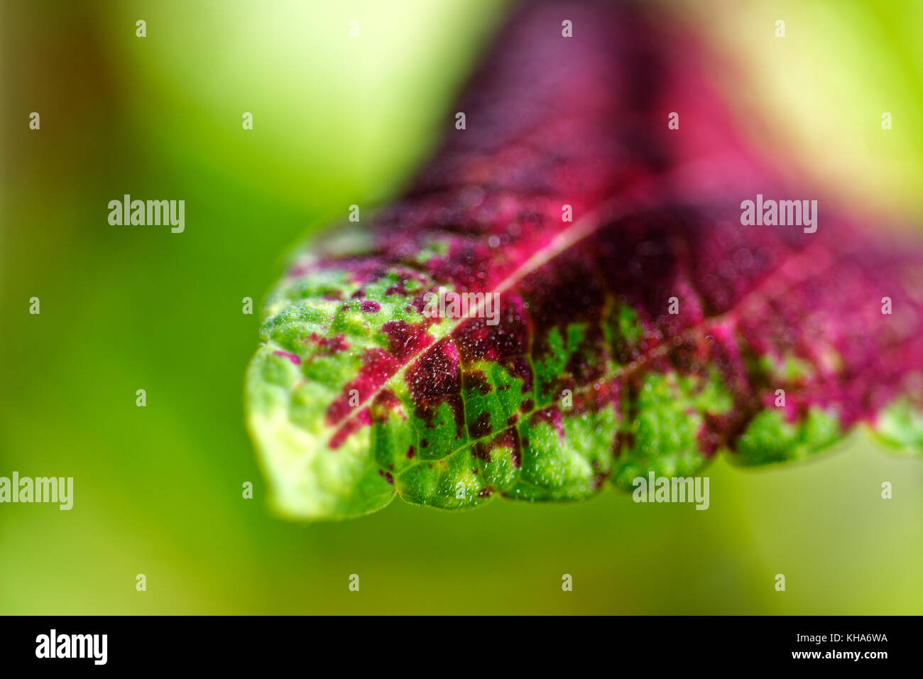 Close up of Coleus violet tricolor leaves Stock Photo - Alamy