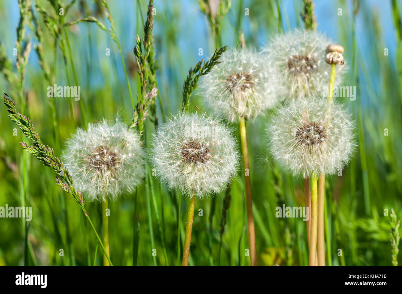 Delicate spring floral background with white fluffy dandelions on a ...