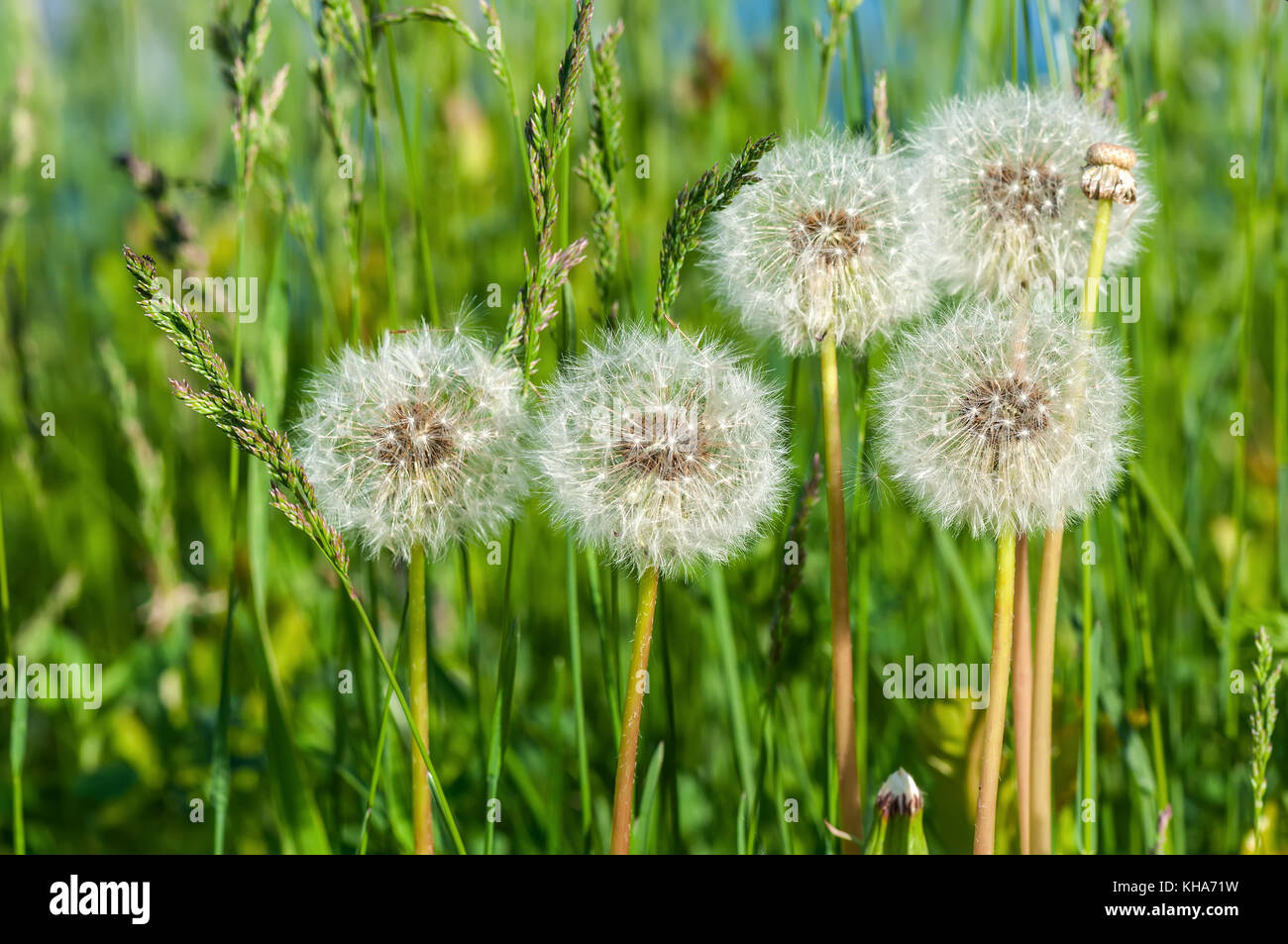 Delicate spring floral background with white fluffy dandelions on a ...