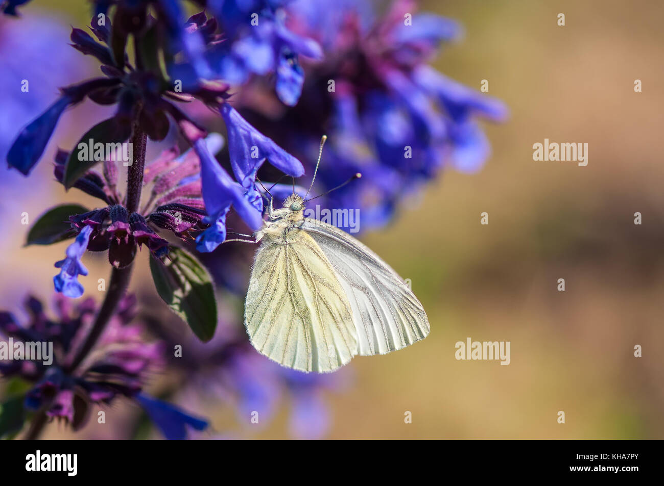 Butterfly proboscis collecting nectar with purple flowers in a meadow ...